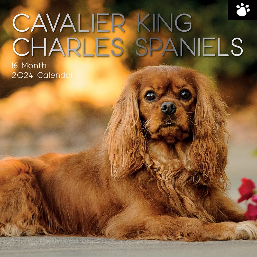 Cavalier King Charles Spaniels - 2024 Square Wall Calendar - Antic Exlibris